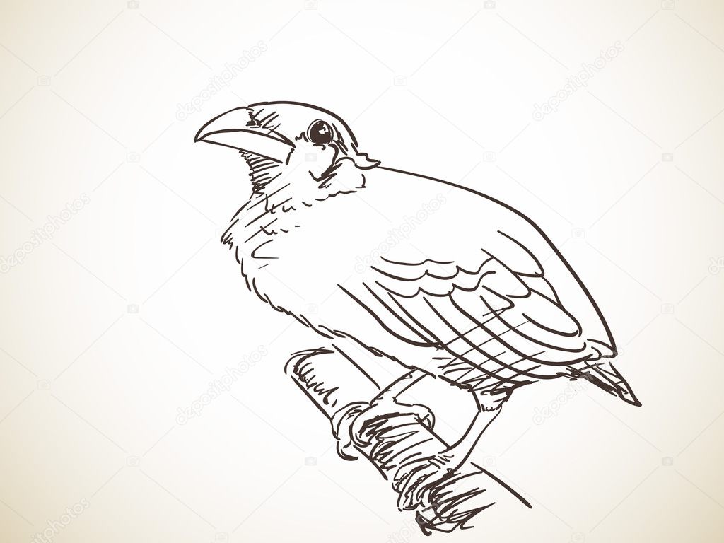 Sketch of Myna bird Stock Vector Image by ©OlgaTropinina #127993354