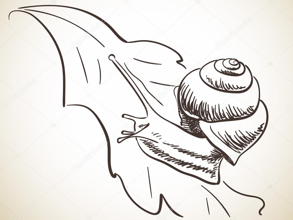 Hand-drawn sketch of snail — Stock Vector © OlgaTropinina #127993848