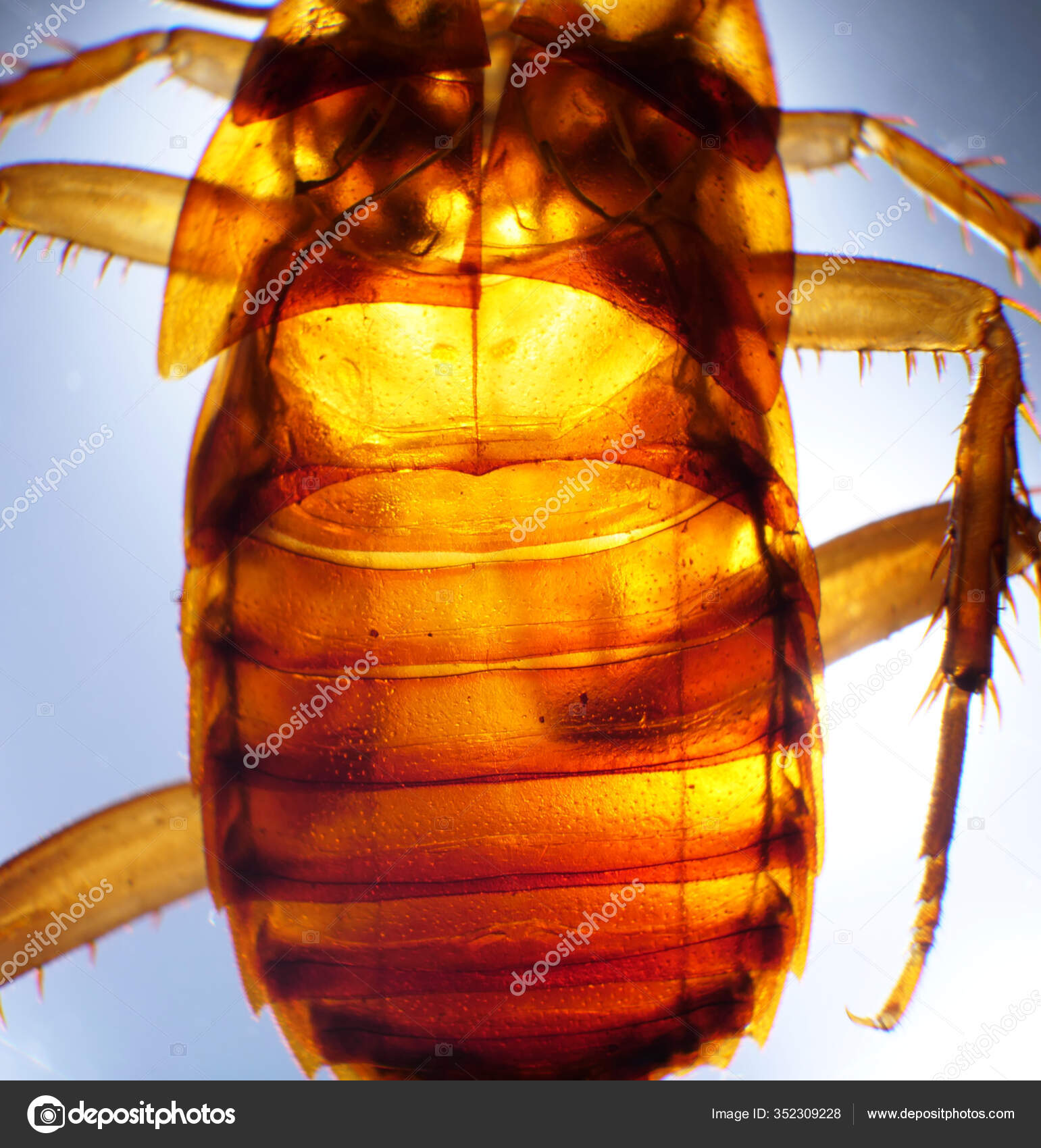 Macro Close Cockroach Insect Analysis — Stock Photo © janaka #352309228