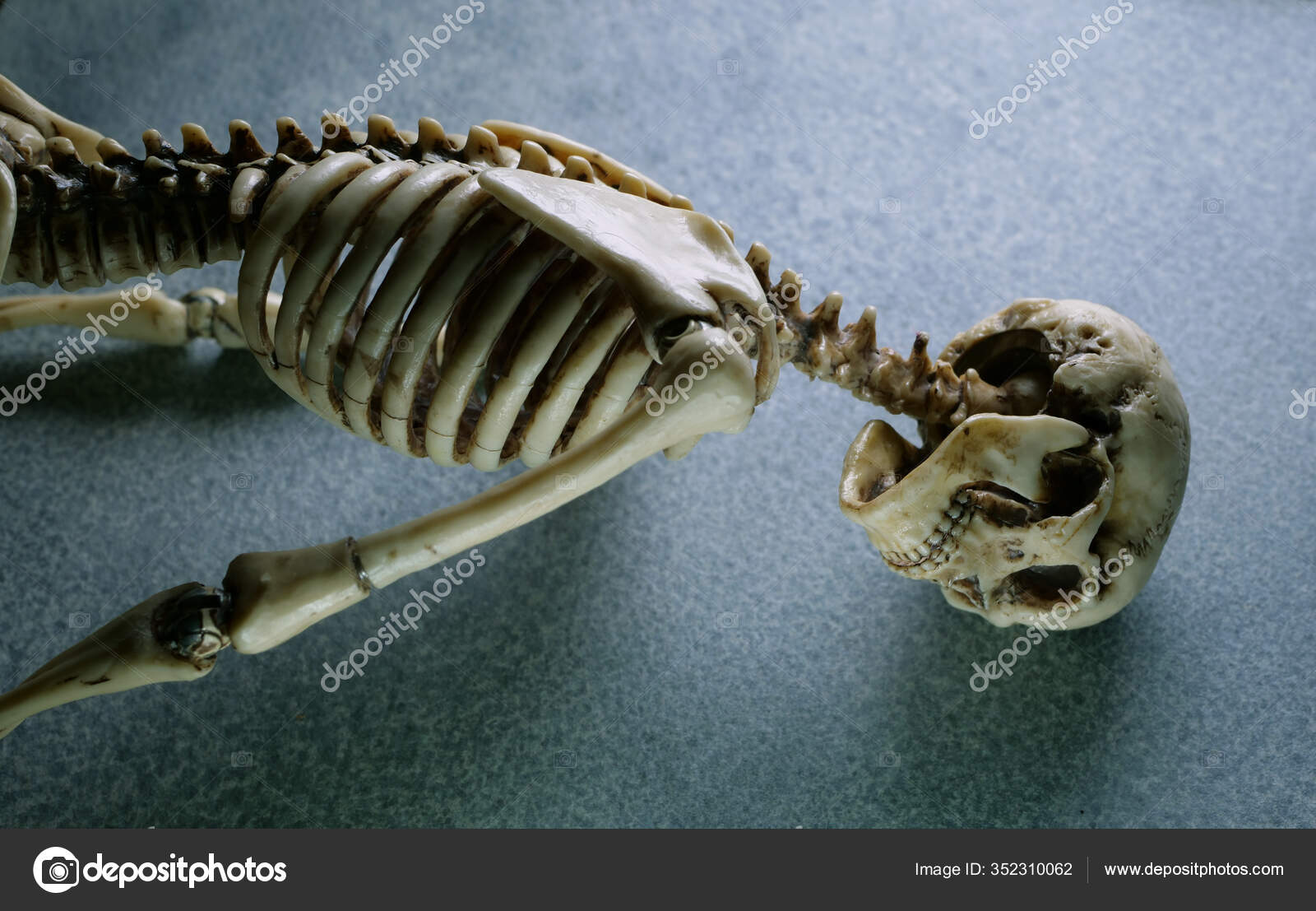 Miniature Human Skeleton Model Close Stock Photo by ©janaka 352310062
