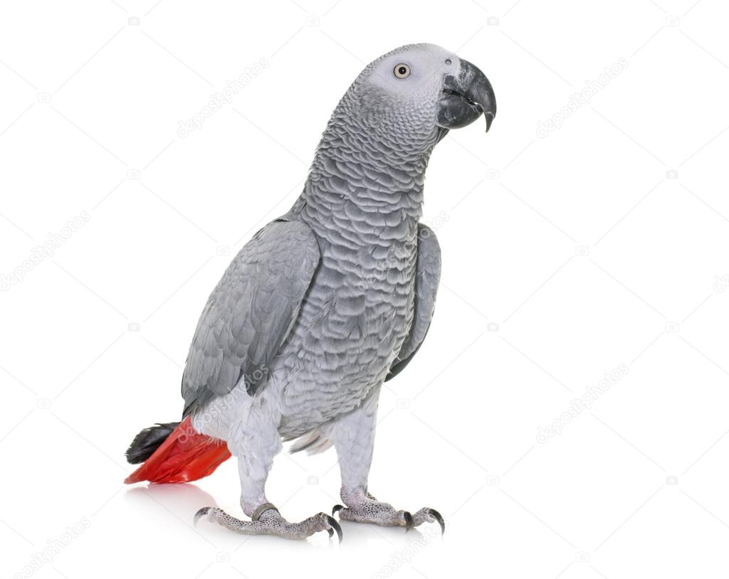 African grey parrot Stock Photo by ©cynoclub 128198392