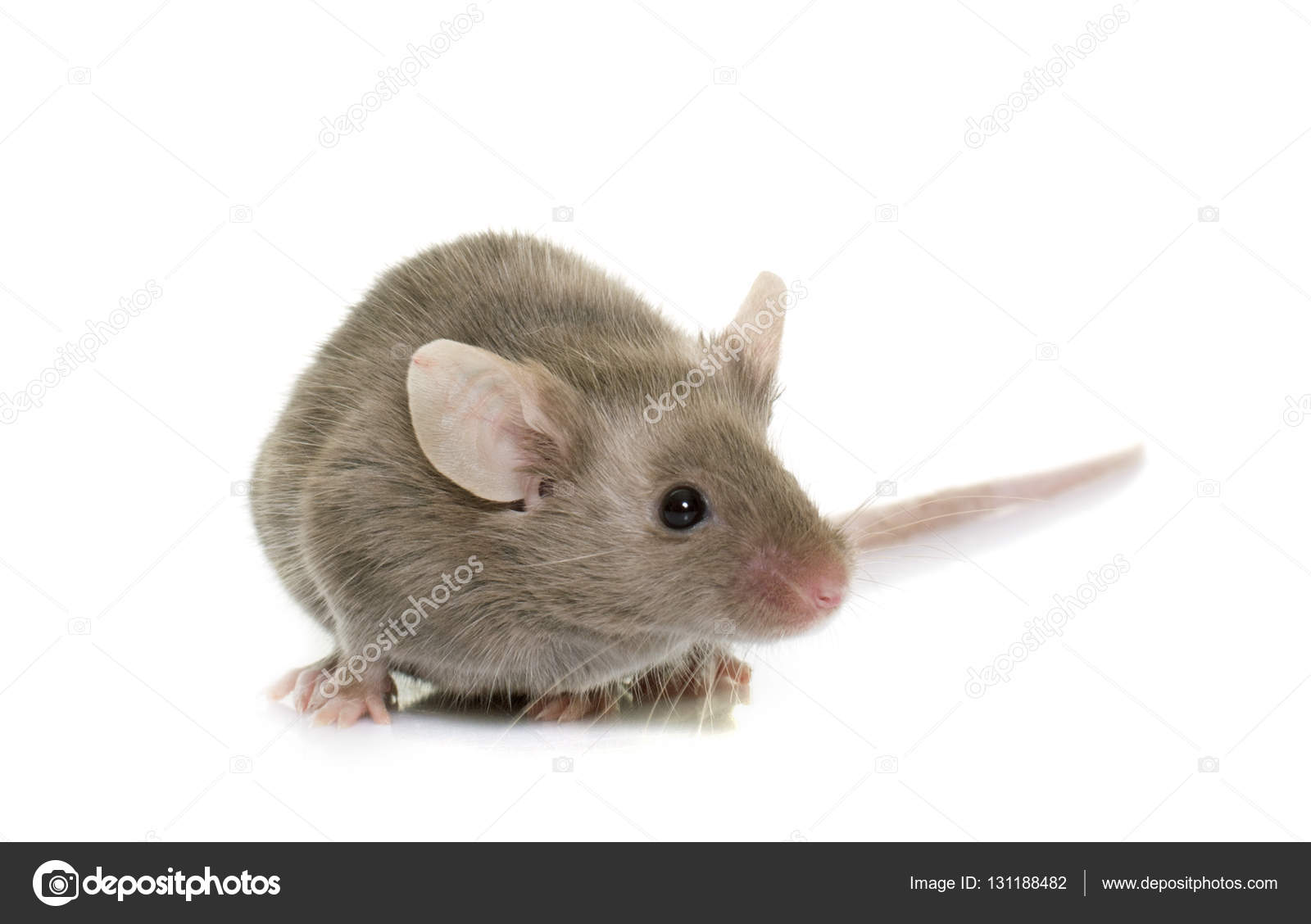Gray mouse in studio — Stock Photo © cynoclub #131188482