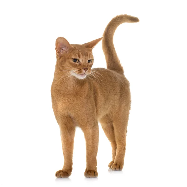 Abyssinian cat Stock Photos, Royalty Free Abyssinian cat Images ...