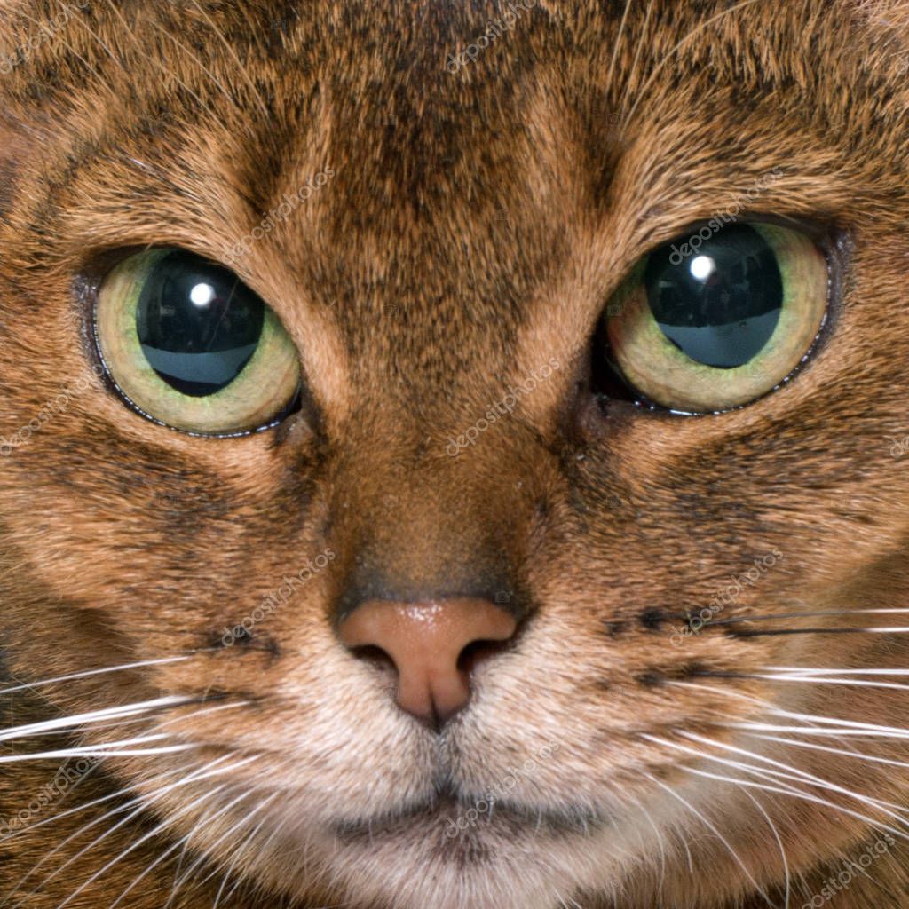 Abyssinian cat in studio — Stock Photo © cynoclub #131187308