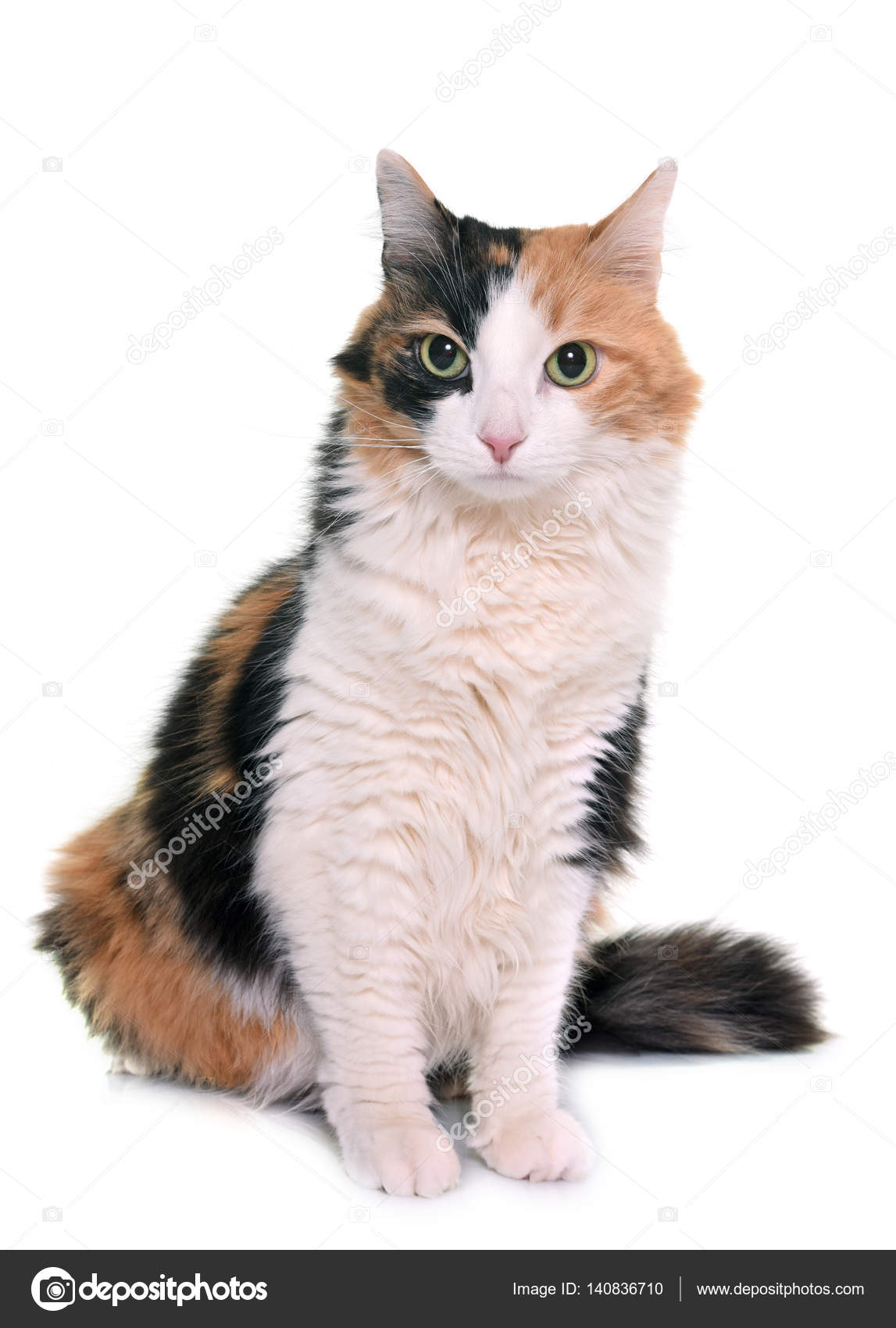 Chat tricolore en studio image libre de droit par cynoclub © #140836710