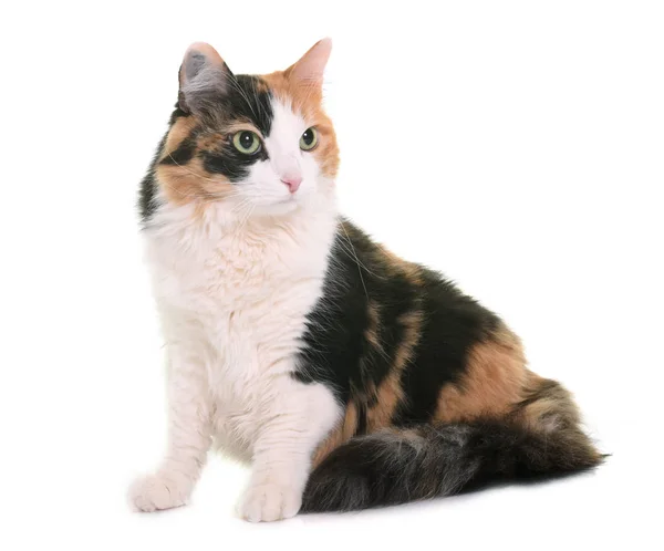 Tricolor cat Stock Photo by ©cynoclub 55030853