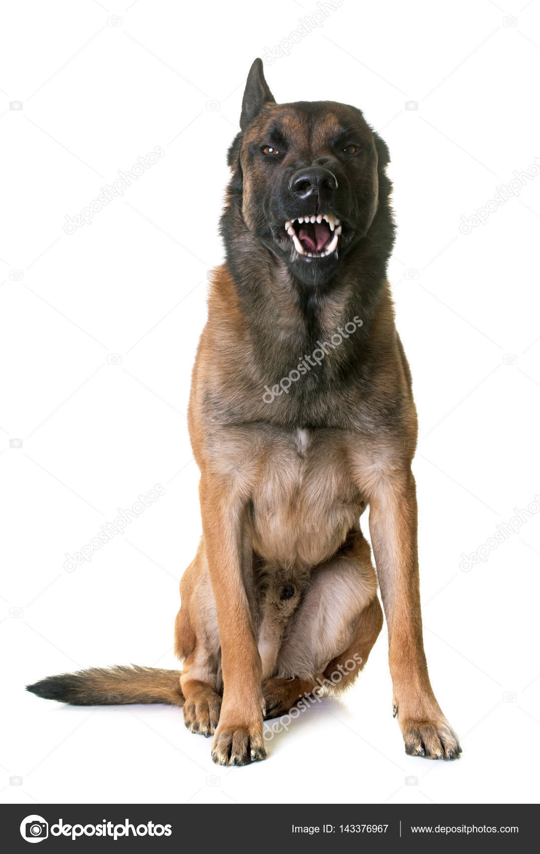 Are Belgian Malinois Aggressive