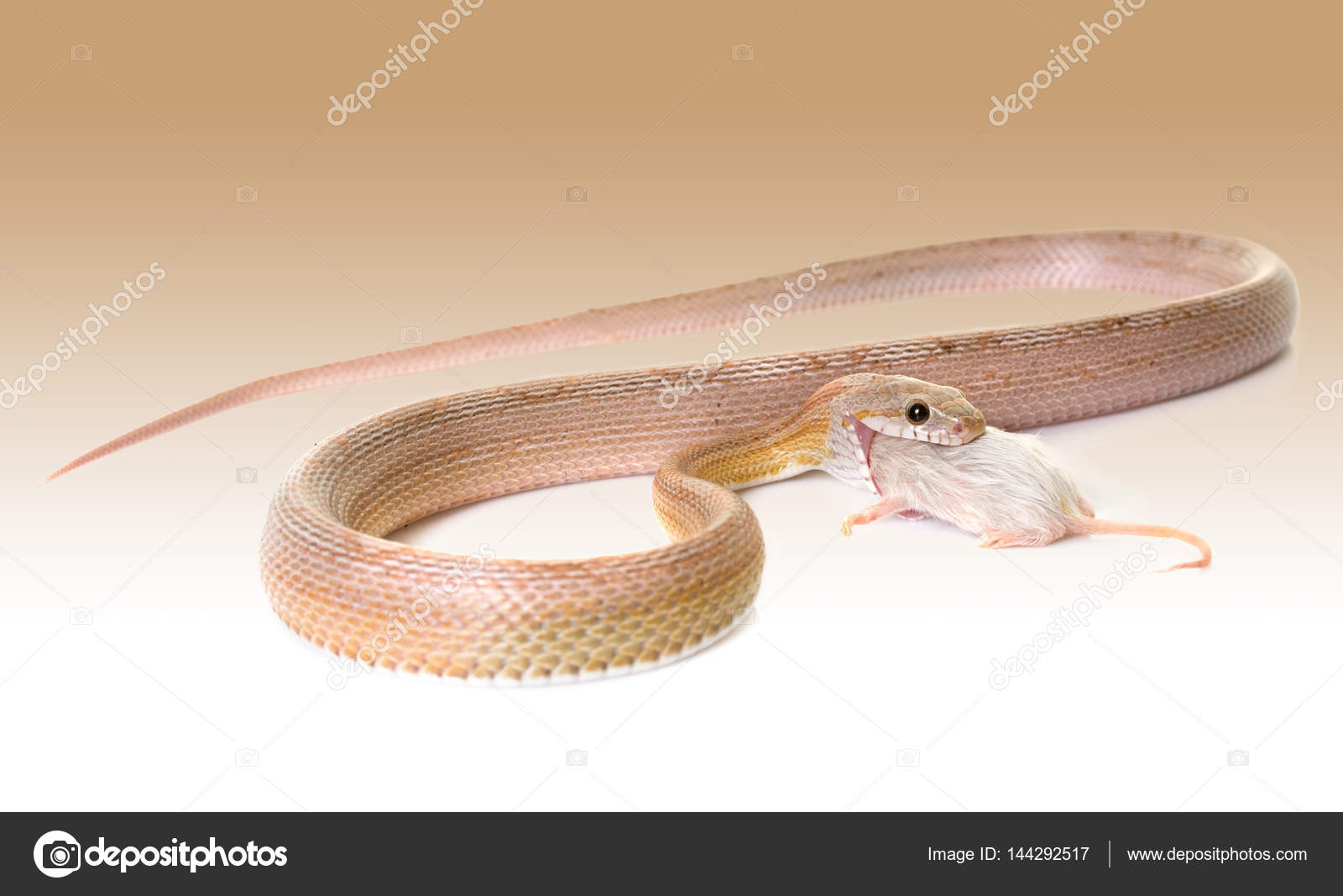 King Cobra Eating A Mouse