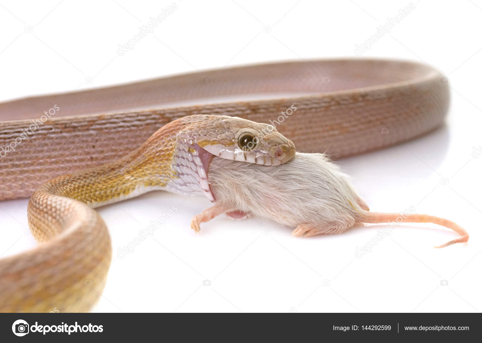 Garter Snake Eating Mouse
