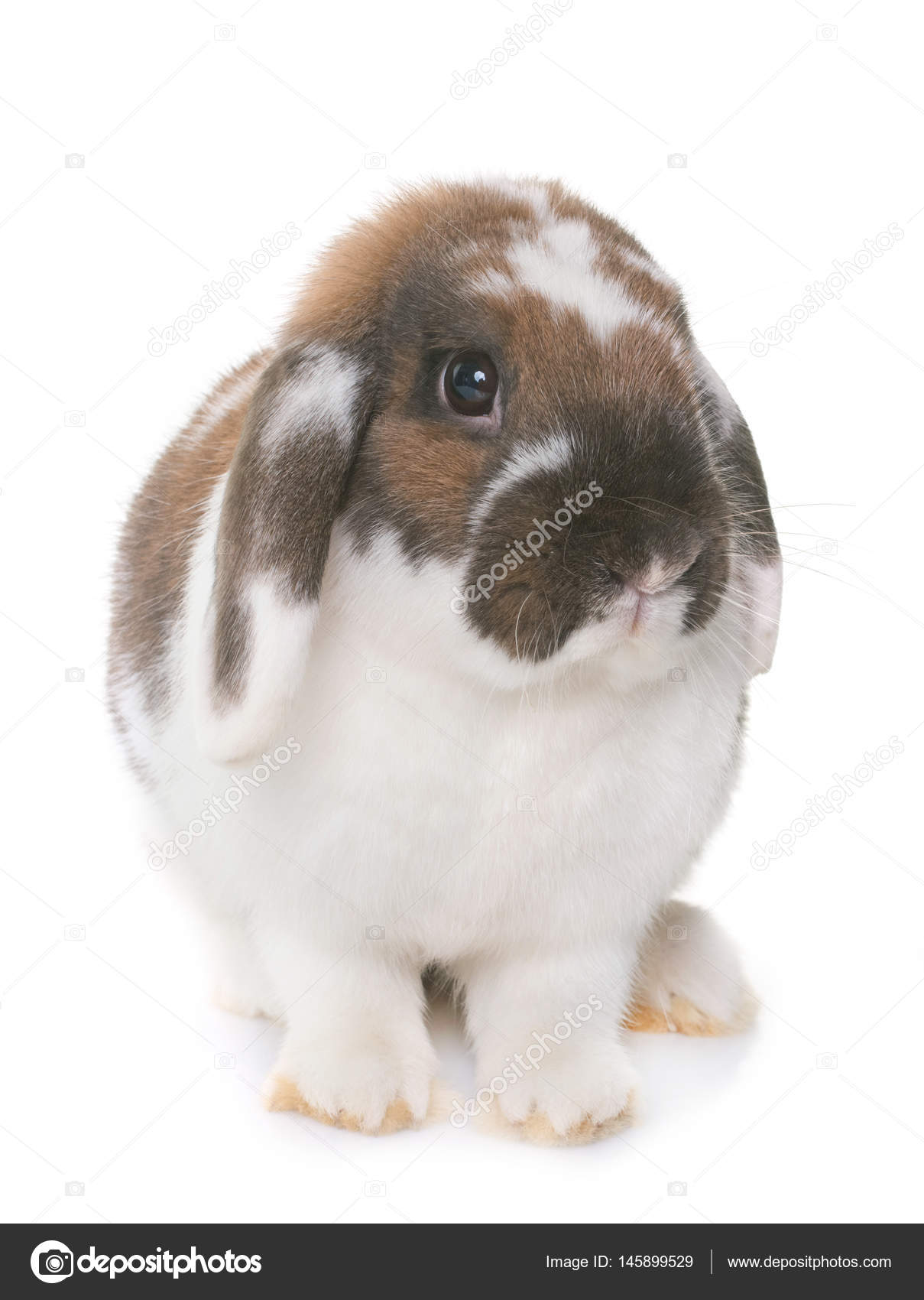 Miniature Lop White