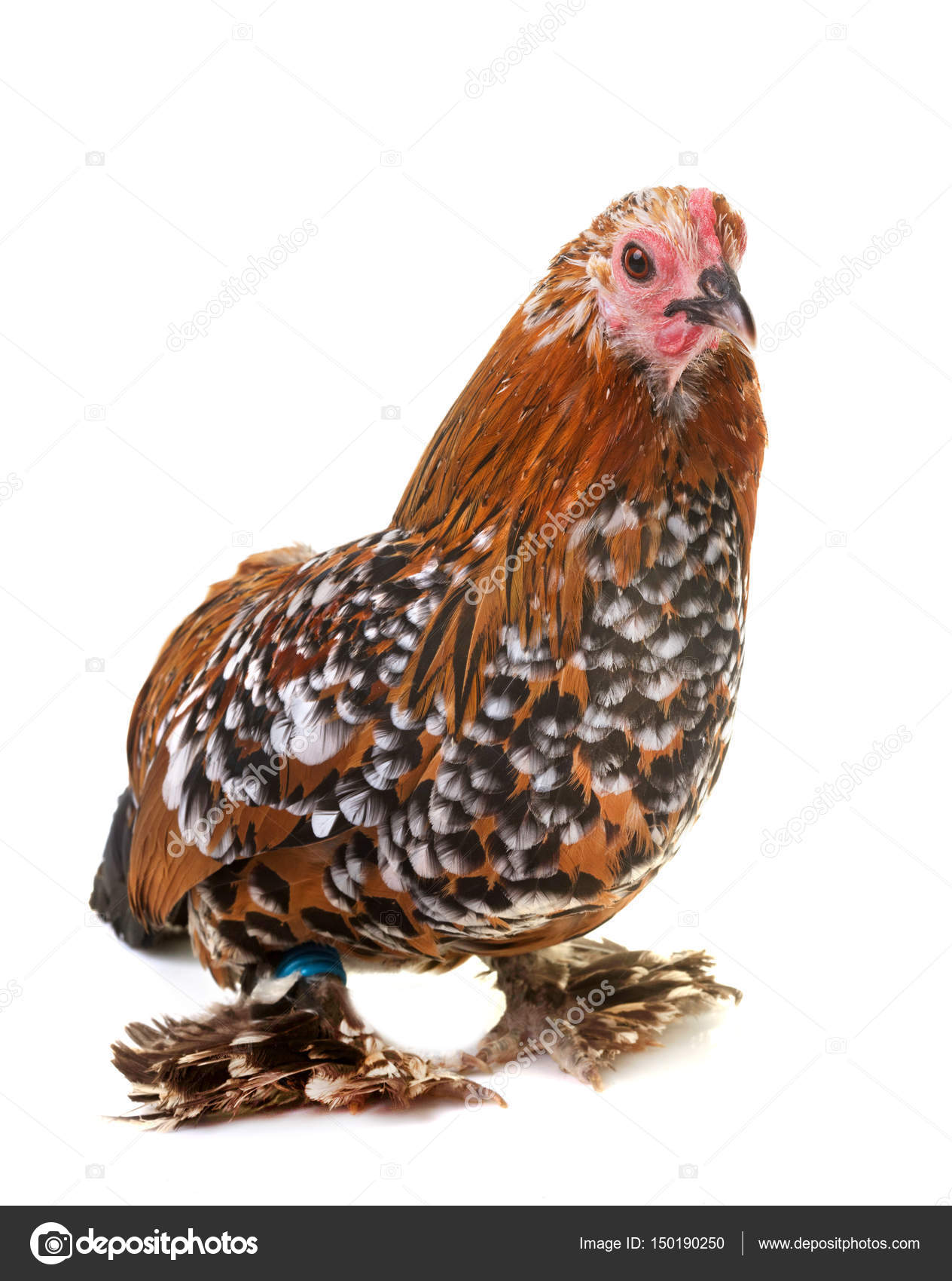 Dutch Booted Bantam — Stock Photo © cynoclub #150190250