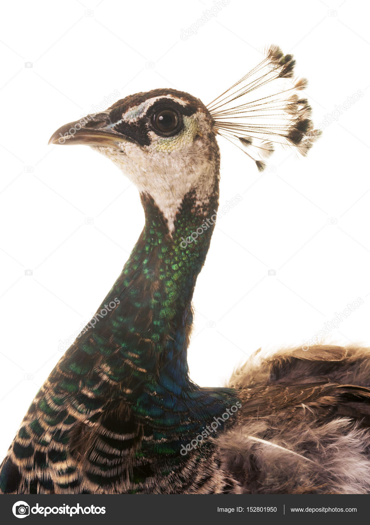 Female peacock in studio Stock Photo by ©cynoclub 152801950