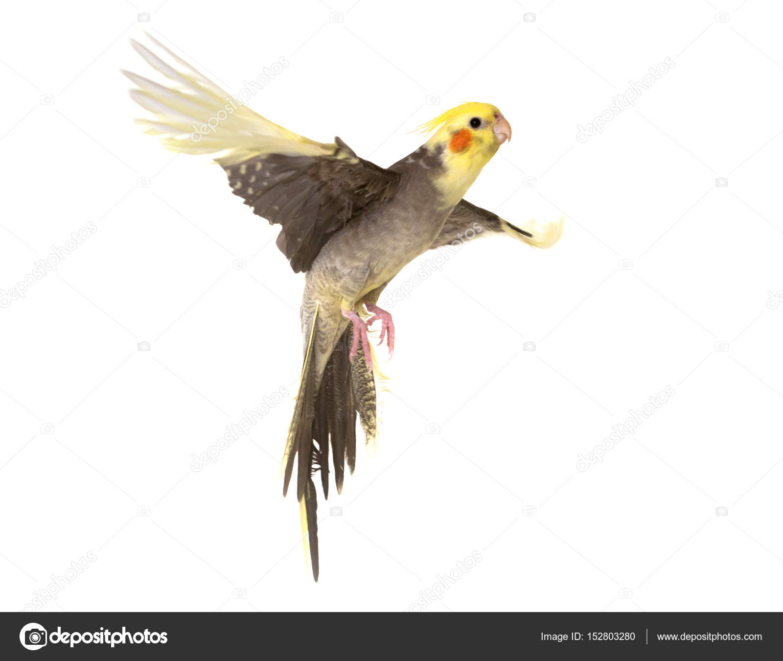 Cockatiel flying in studio Stock Photo by ©cynoclub 152803280