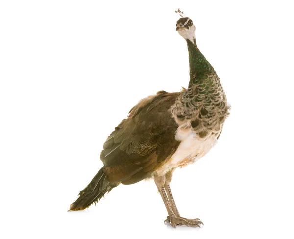 Fotos de Pavão fêmea, Imagens de Pavão fêmea sem royalties | Depositphotos