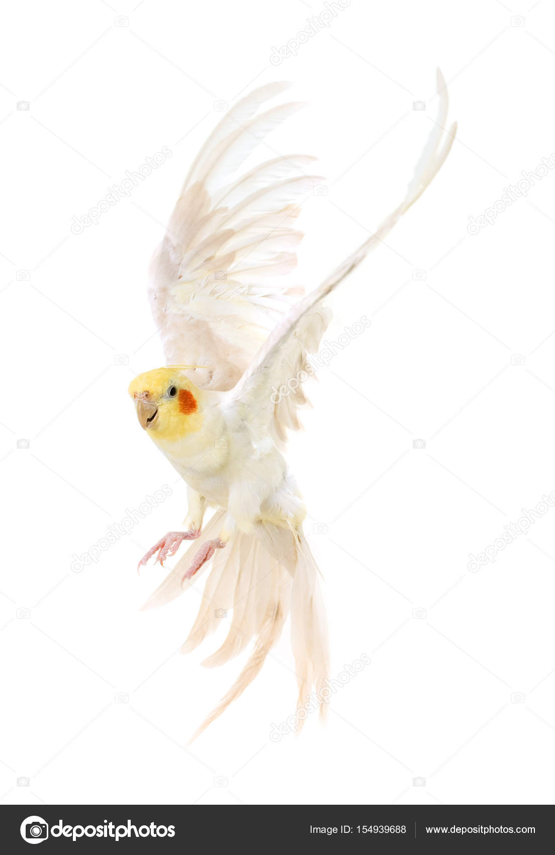 Cockatiel Flying