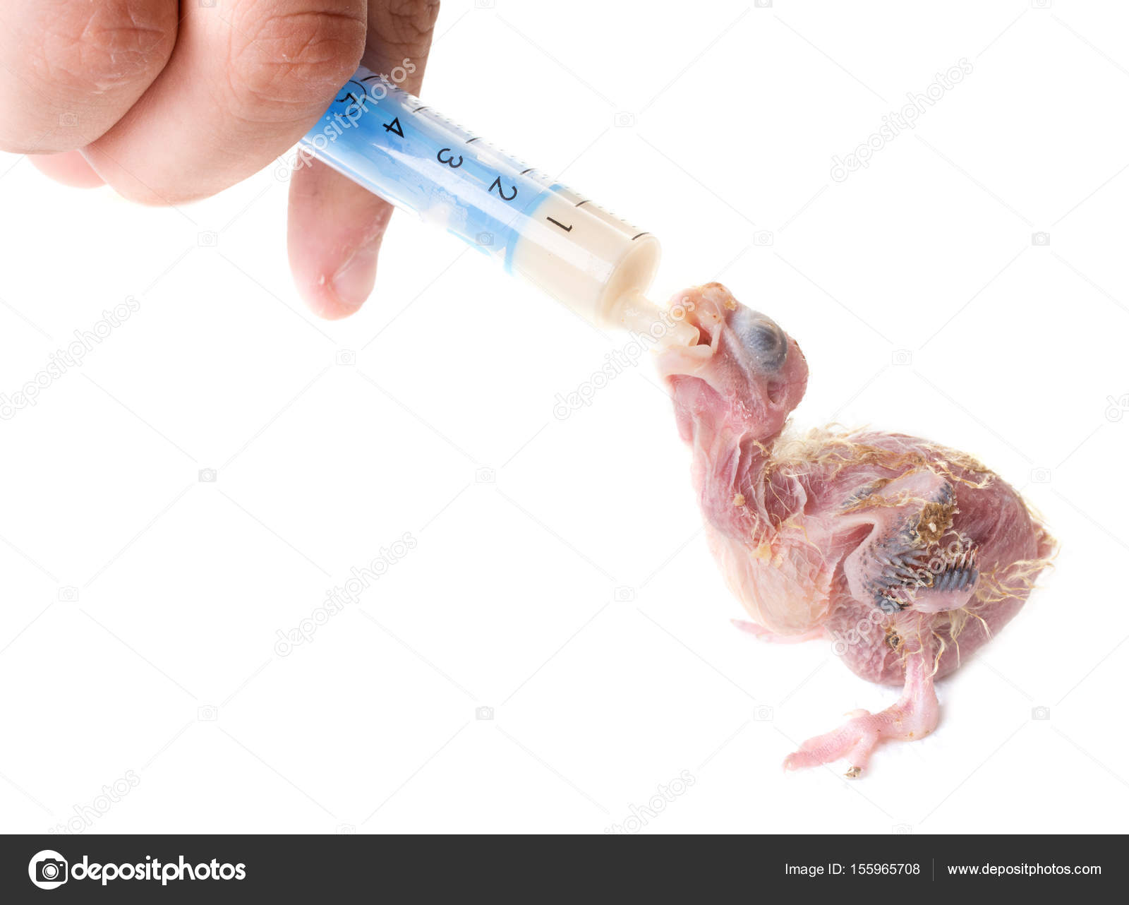 Feeding a baby parrot Stock Photo by ©cynoclub 155965708