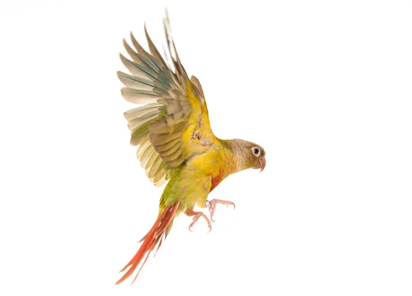 Flying Green Cheek Conure