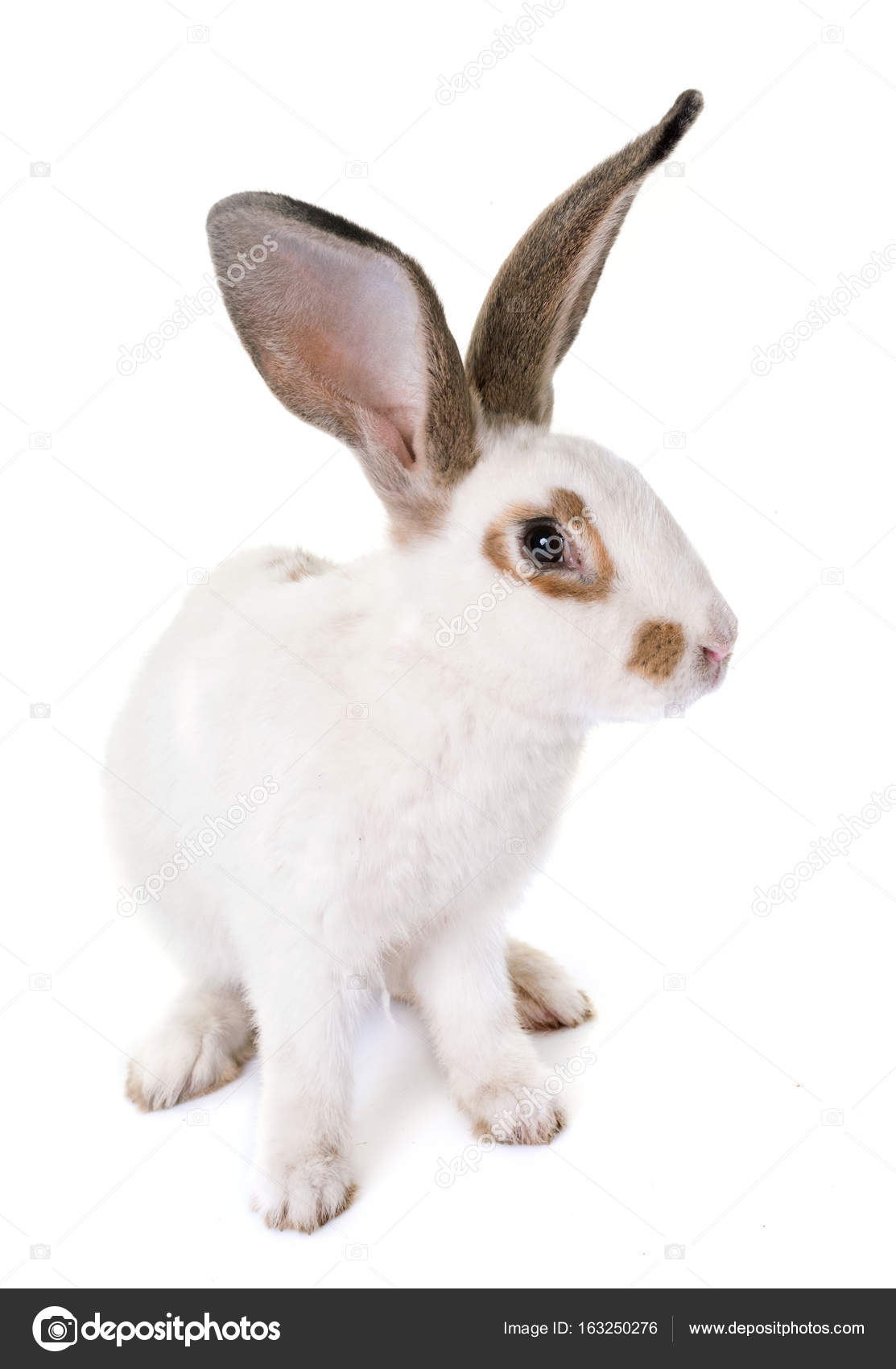 Checkered Giant rabbit Stock Photo by ©cynoclub 163250276