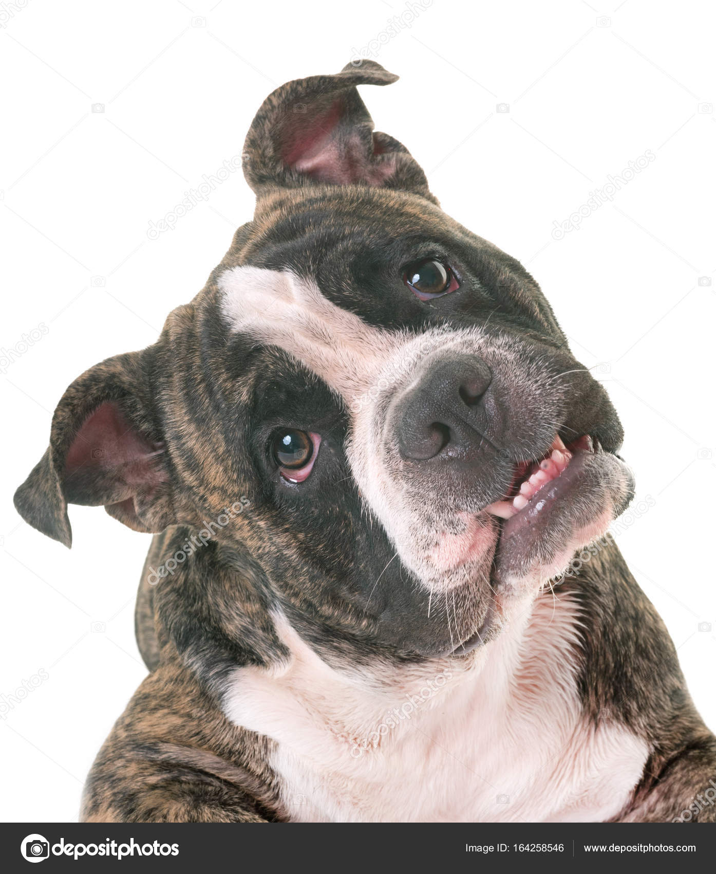 American Bully Boxer