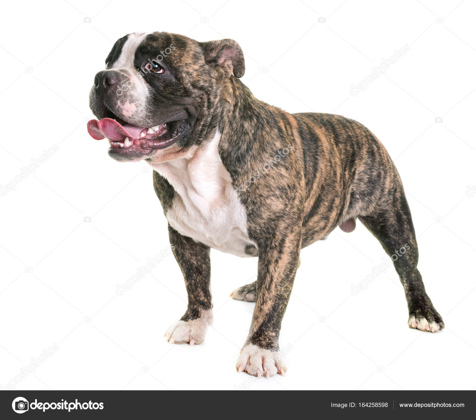American Bully Boxer