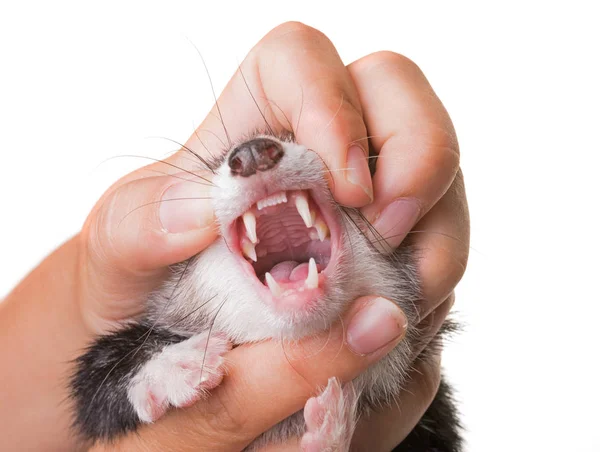 Picture of mice with big teeth Stock Photos, Royalty Free Picture of ...
