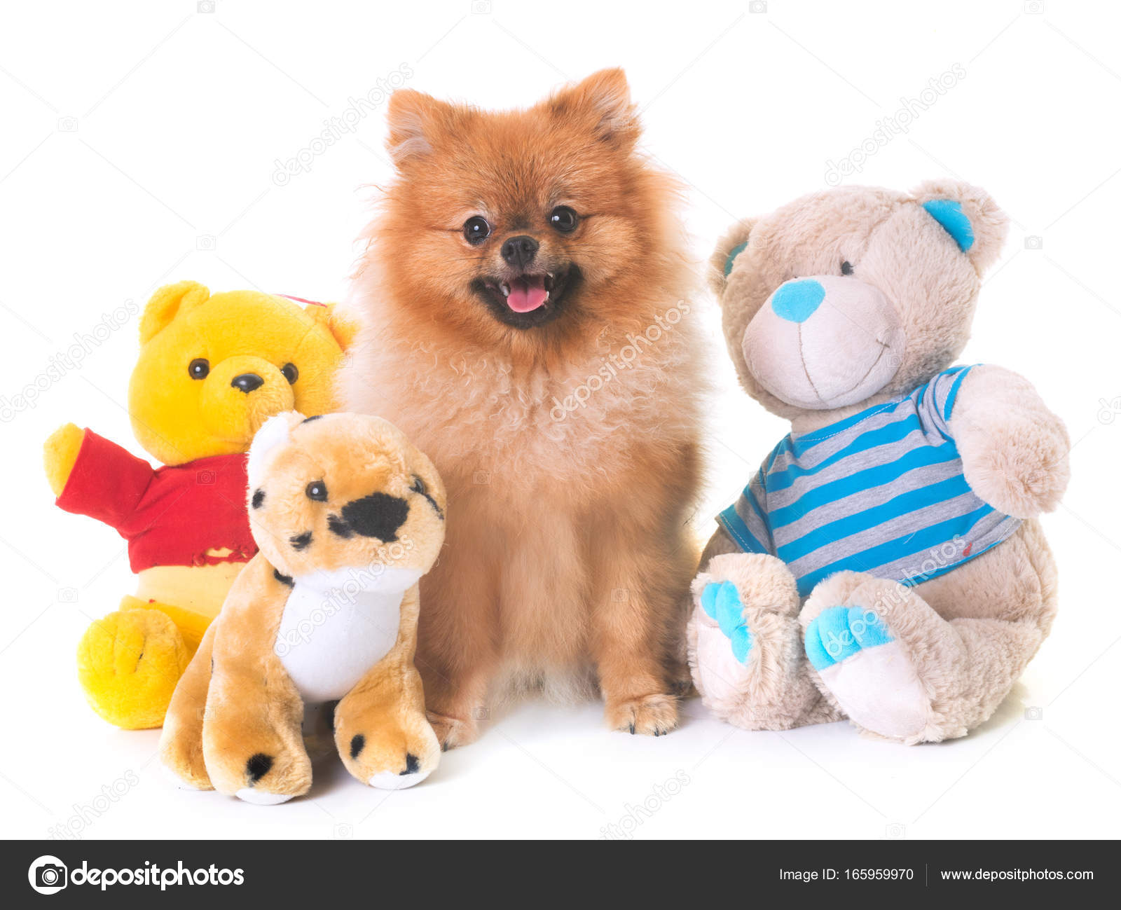 Pomeranian spitz and toy Stock Photo by ©cynoclub 165959970