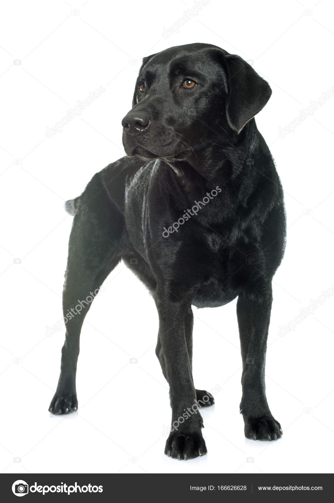Cachorro Labrador Retriever Negro Hembra