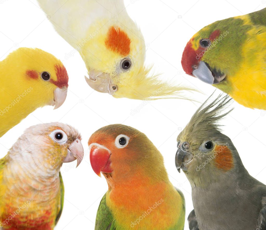 Pappagalli in studio - Foto Stock: Foto, Immagini © cynoclub 169838876 ...