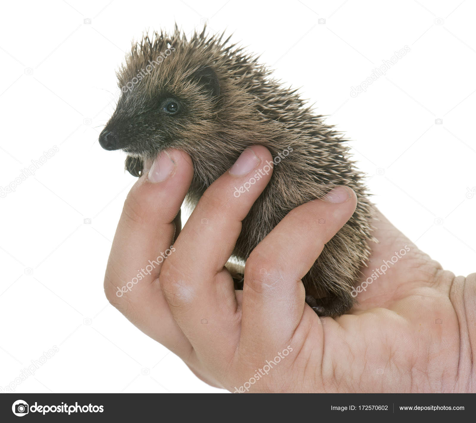 Smiling Baby Hedgehog