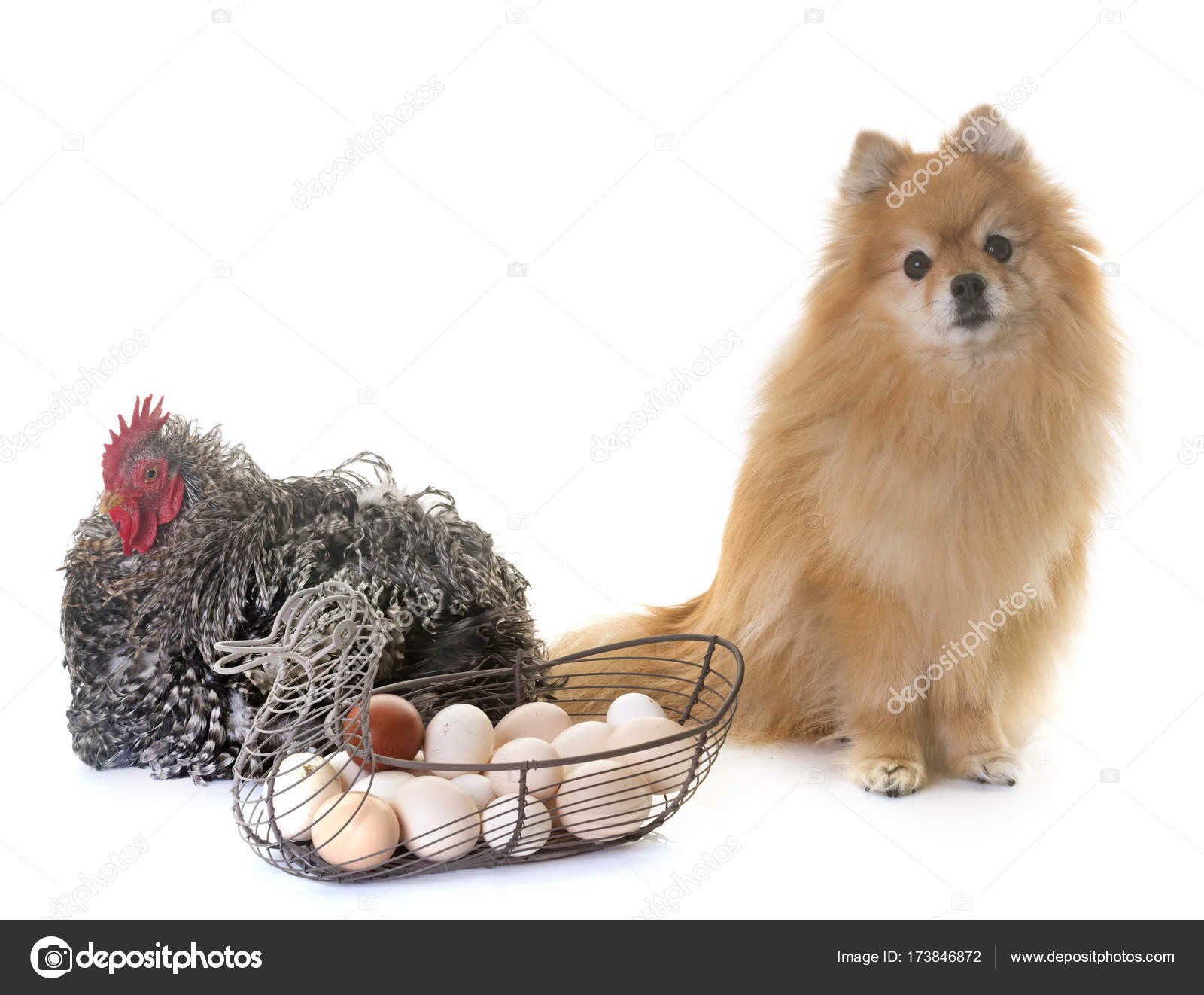 Pomeranian spitz and chicken Stock Photo by ©cynoclub 173846872