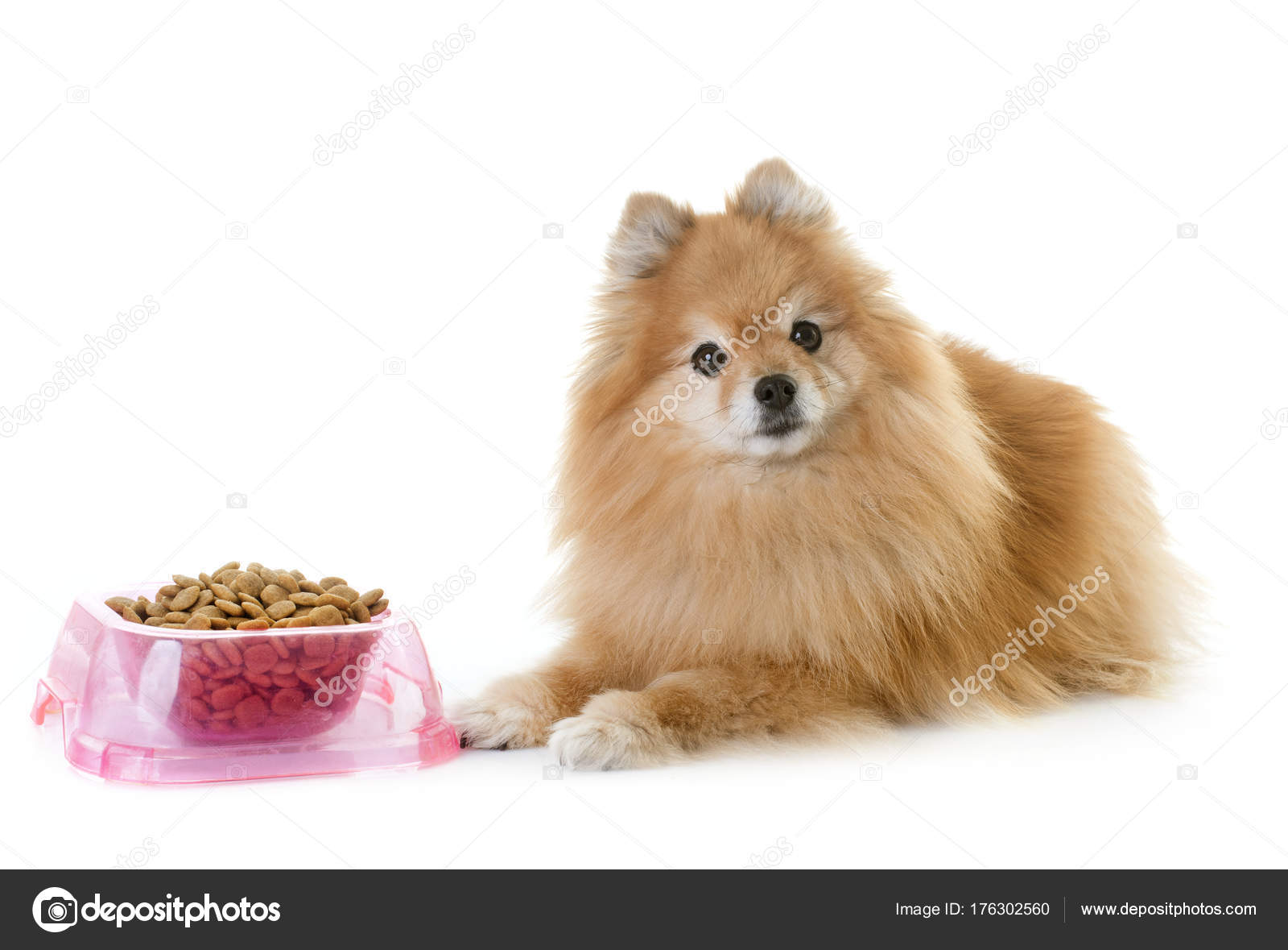 How Many Times Should A Pomeranian Eat