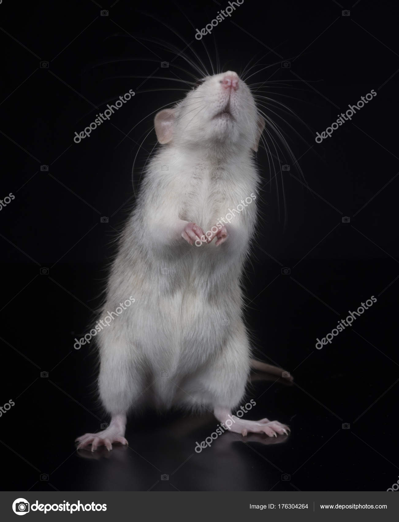 Young rat in studio Stock Photo by ©cynoclub 176304264