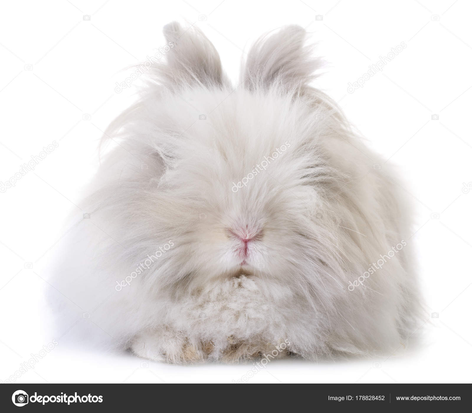 Dwarf Angora Rabbit