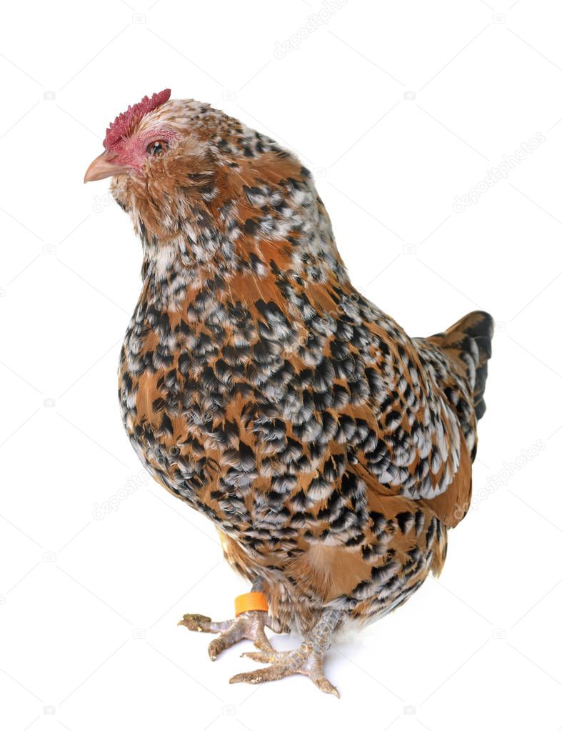 Barbu d'Anvers in studio — Stock Photo © cynoclub #183358282