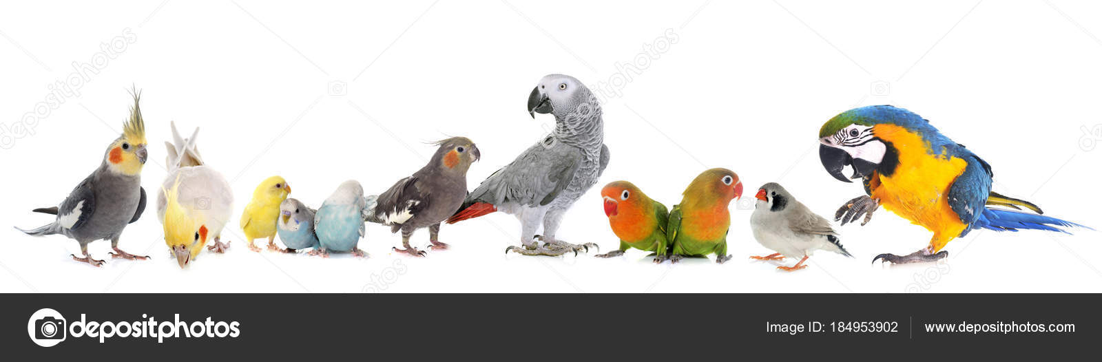 Group of birds Stock Photo by ©cynoclub 184953902