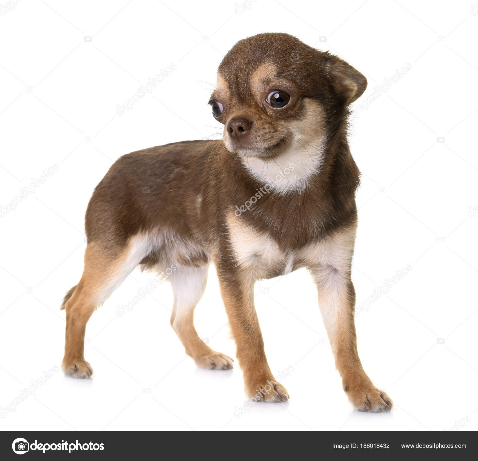 Bruine Chihuahua
