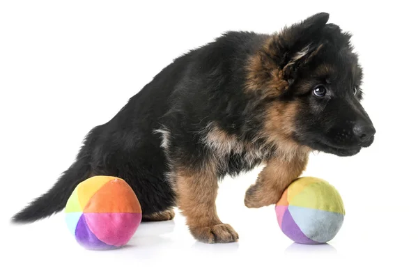 Easter german shepherd Stock Photos, Royalty Free Easter german ...