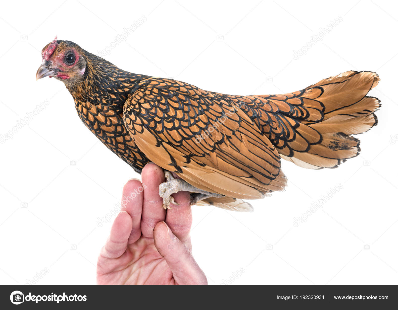 Pollos De Color Beige Dorado