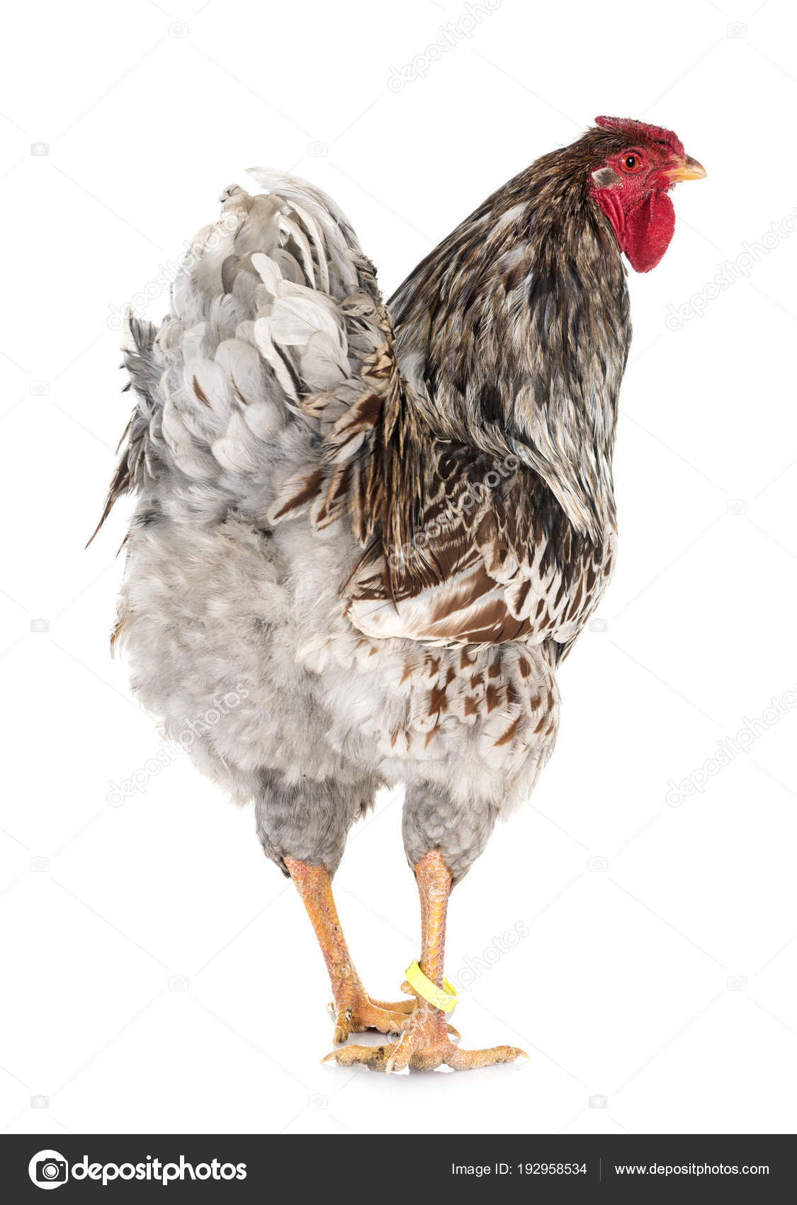 Blue-laced Wyandotte chicken in studio Stock Photo by ©cynoclub 192958534