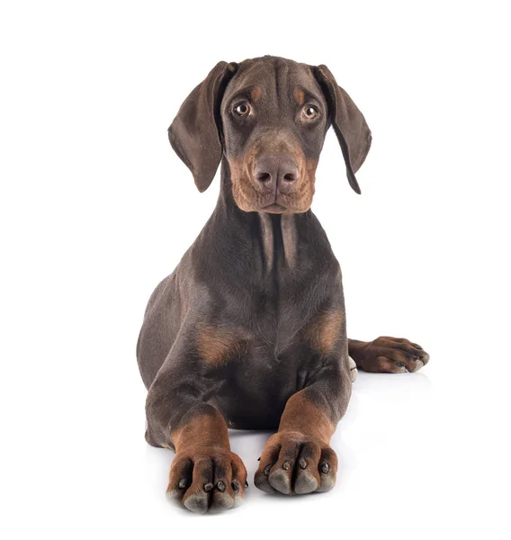 Dobermann valp images libres de droit, photos de Dobermann valp ...