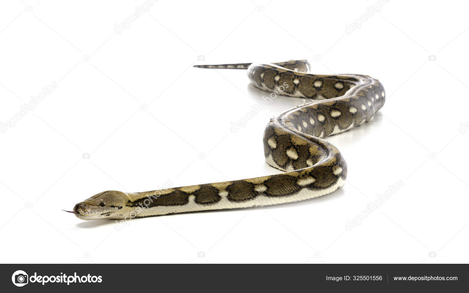 Reticulated python in studio Stock Photo by ©cynoclub 325501556