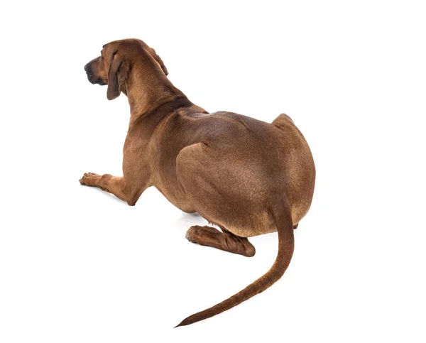 Lion crest Stock Photos, Royalty Free Lion crest Images | Depositphotos®