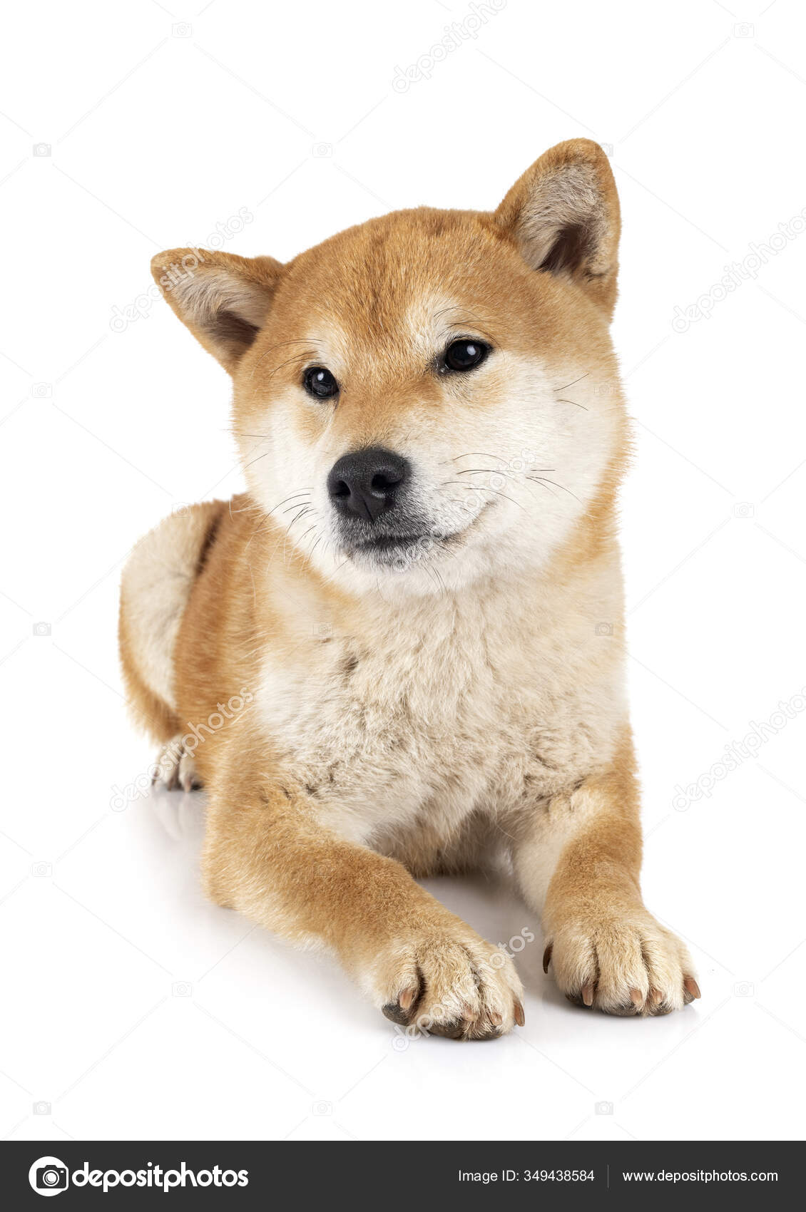 Shiba Inu Front White Background — Stock Photo © cynoclub #349438584