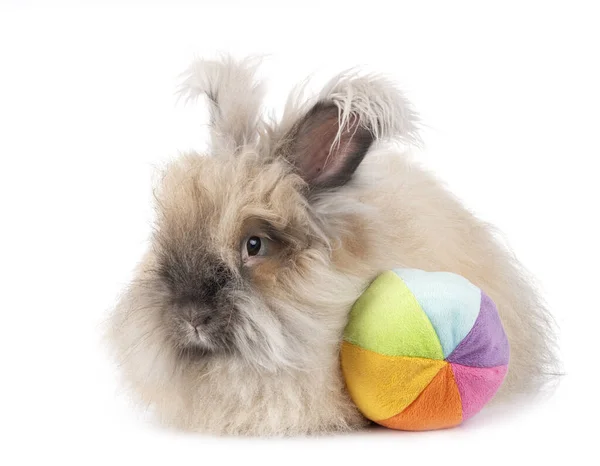 English Angora Front White Background Stock Photo by ©cynoclub 370414924