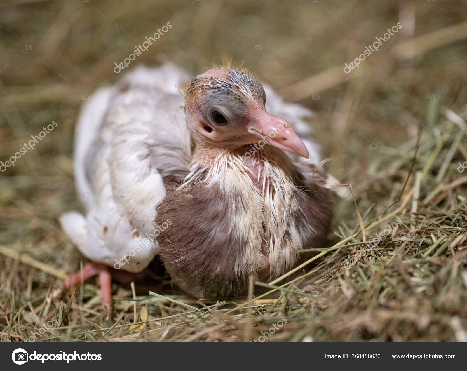 Young English Fantail Front White Background Stock Photo by ©cynoclub ...