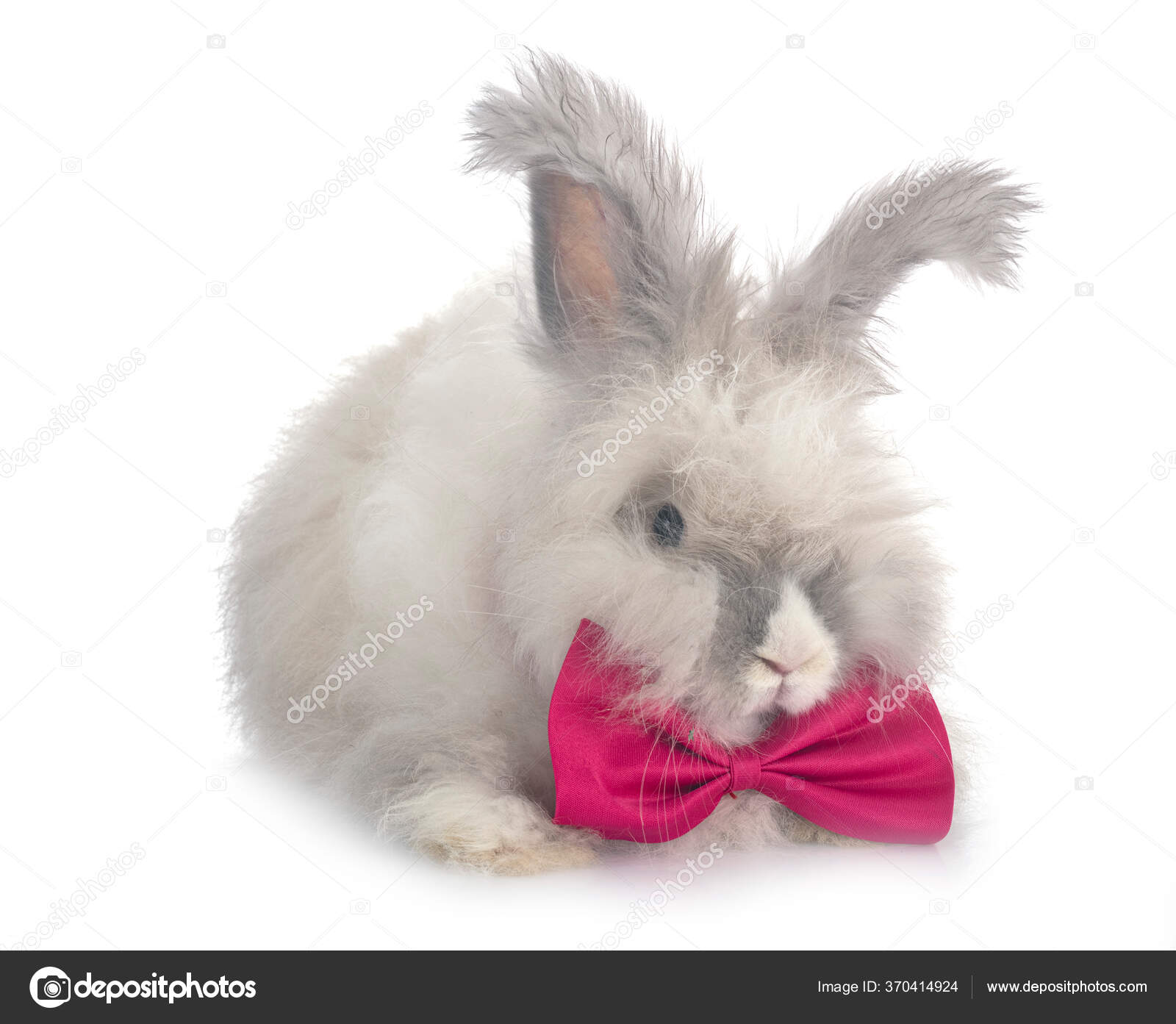 English Angora Front White Background Stock Photo by ©cynoclub 370414924