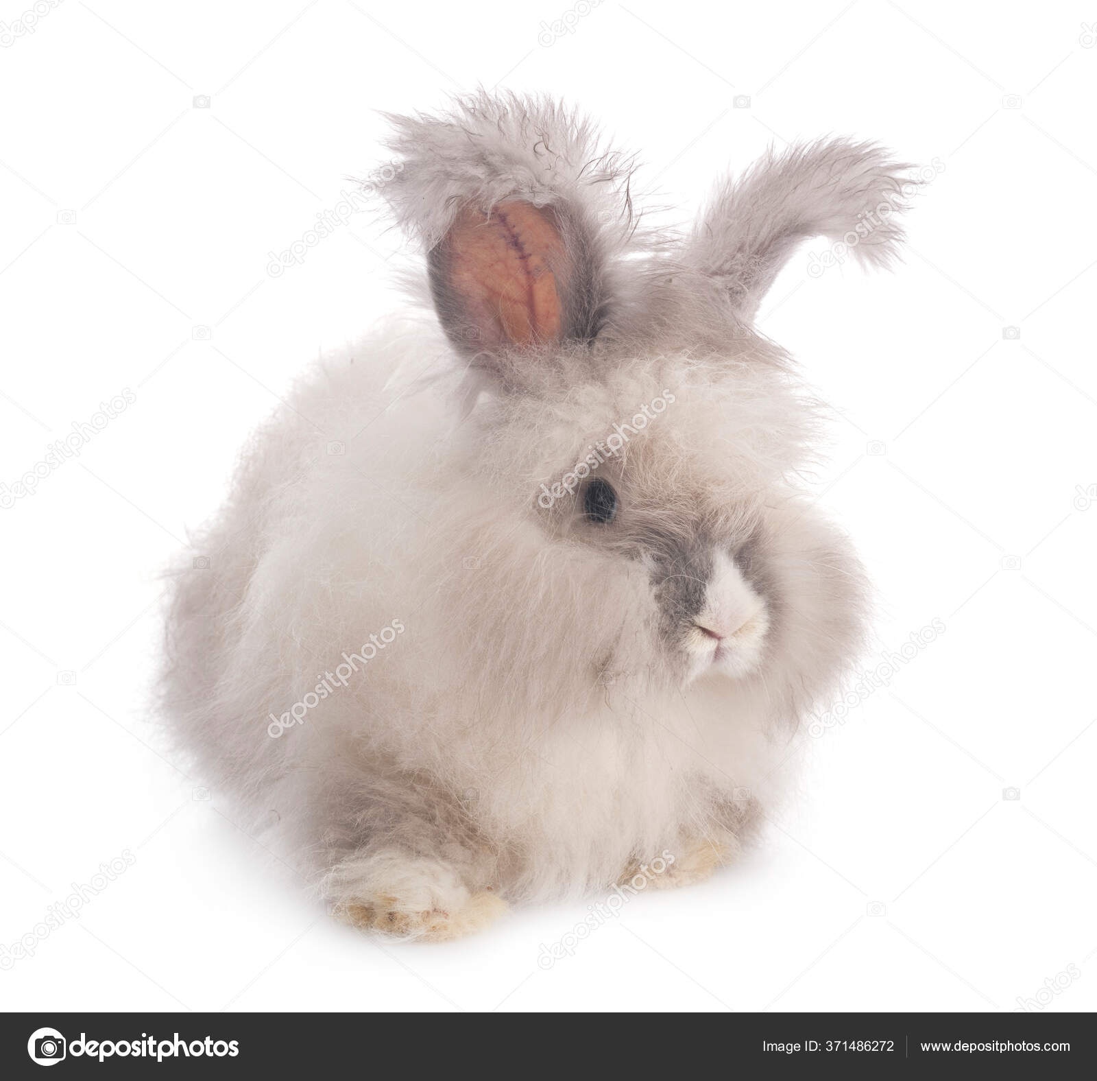 English Angora Front White Background Stock Photo by ©cynoclub 371486272