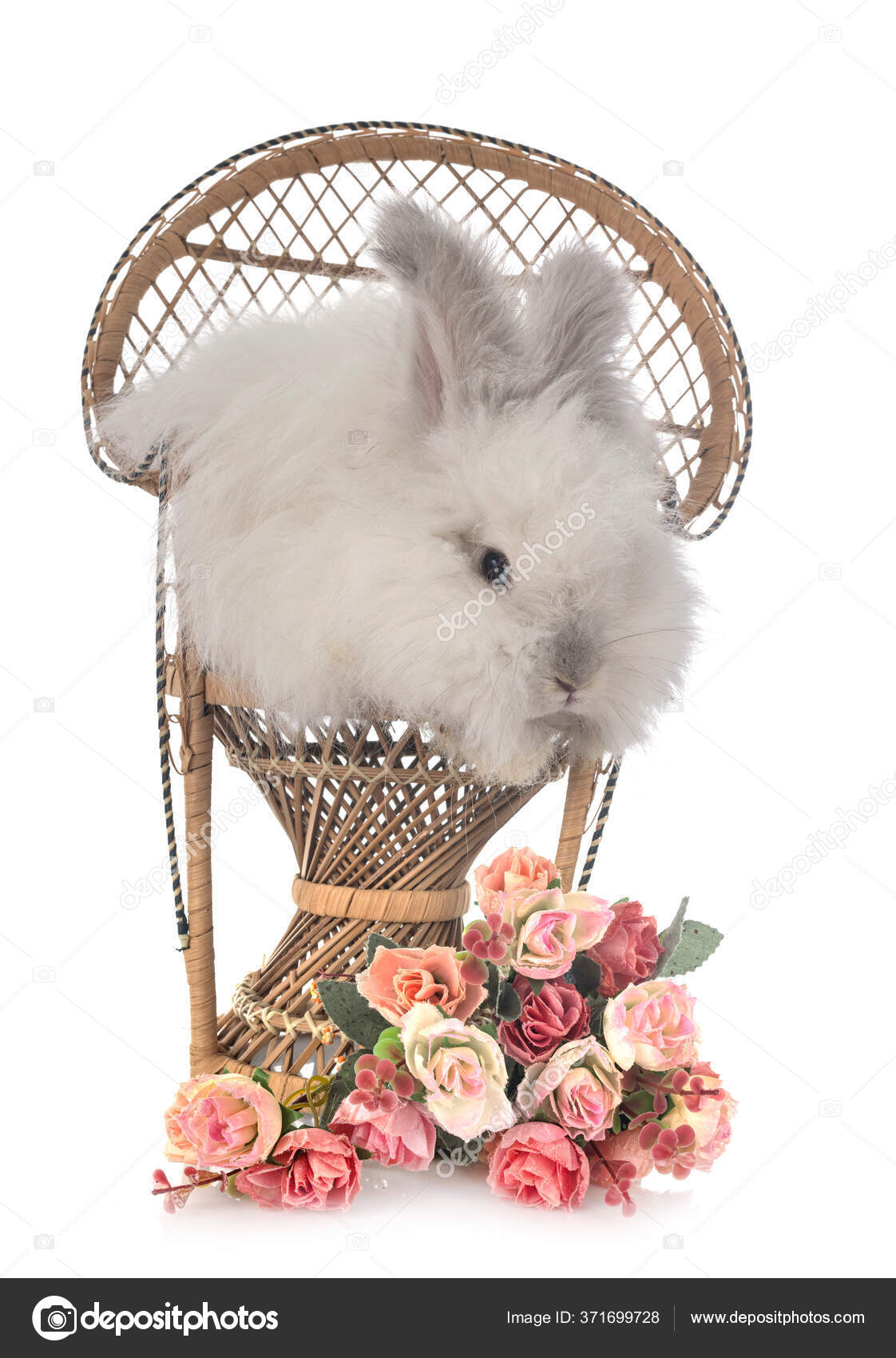 English Angora Front White Background — Stock Photo © cynoclub #371699728