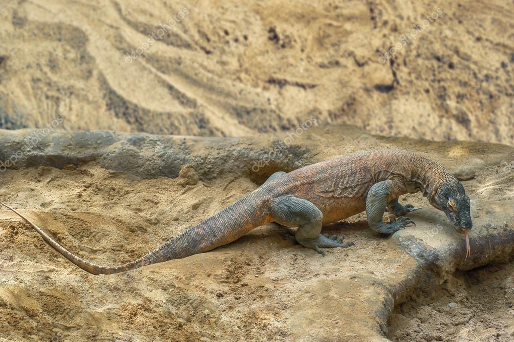 Komodo dragon, world largest lizard in authentic habitat looking for ...