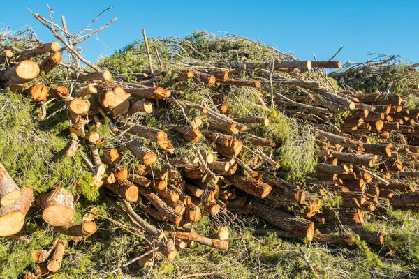 Stack trees Stock Photos, Royalty Free Stack trees Images | Depositphotos®